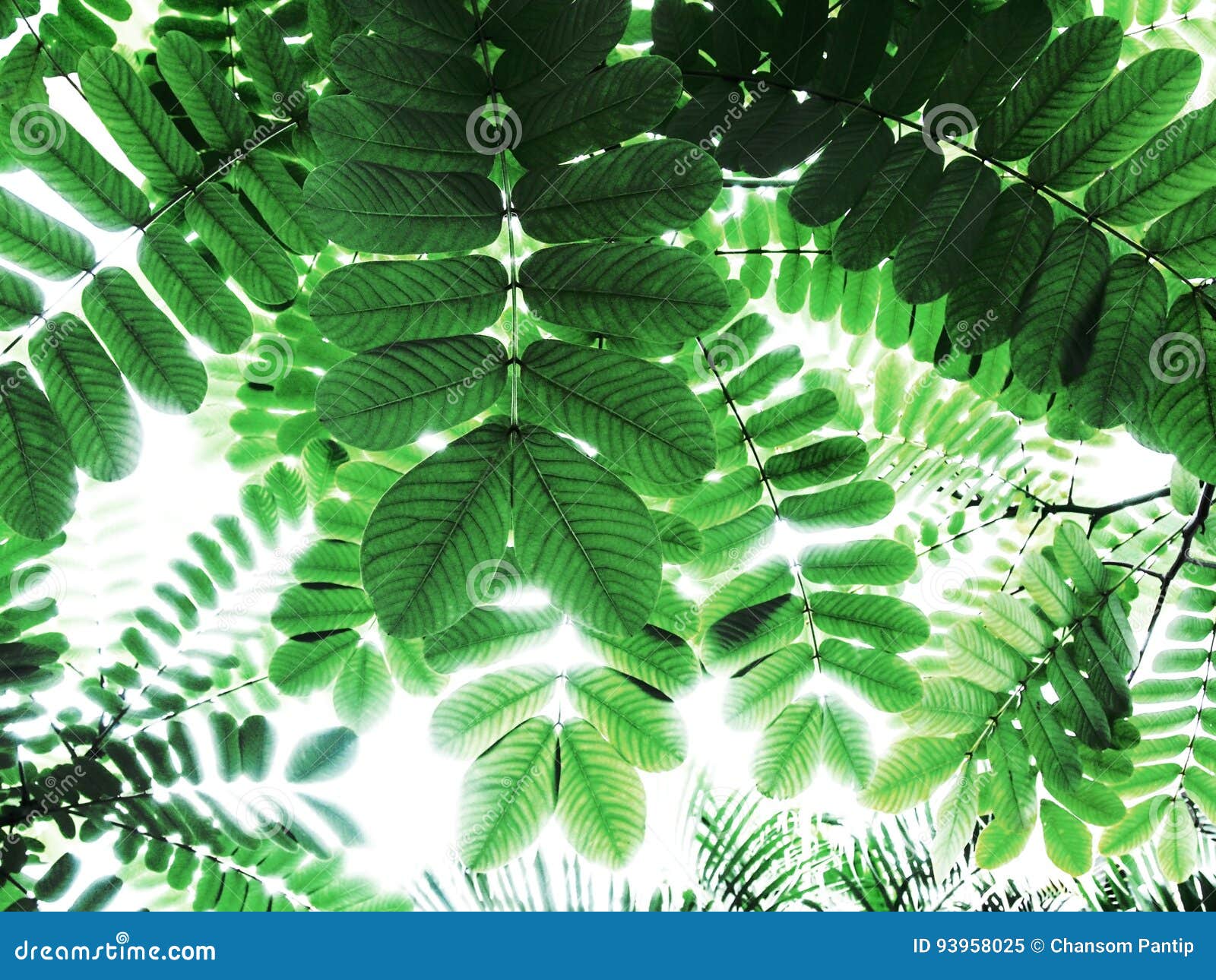 Abstract Greenery Background, Green Leaves With Kaleidoscope Effect ...