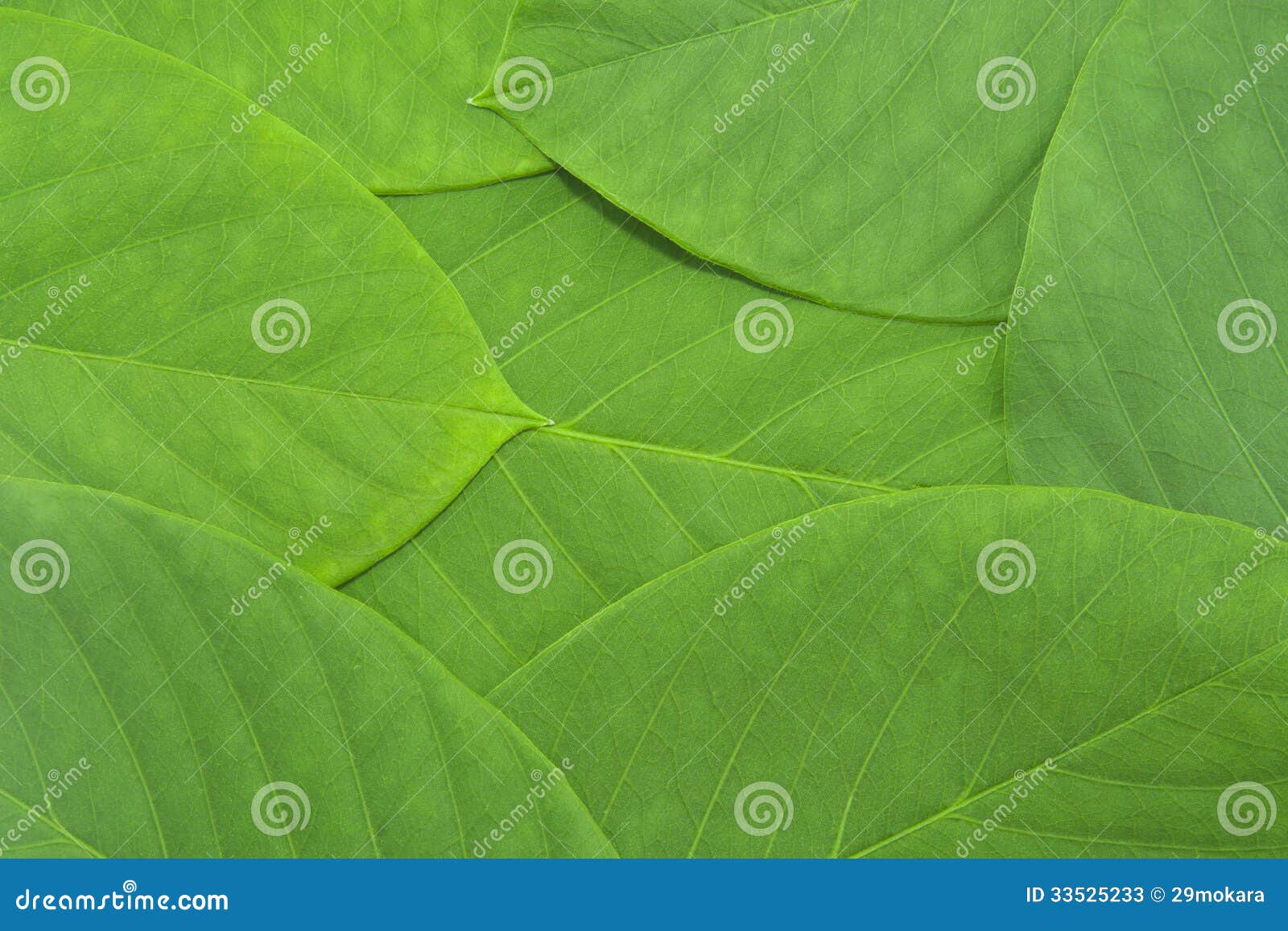 Green Leaf Pattern Background Stock Image - Image of botany, life: 33525233