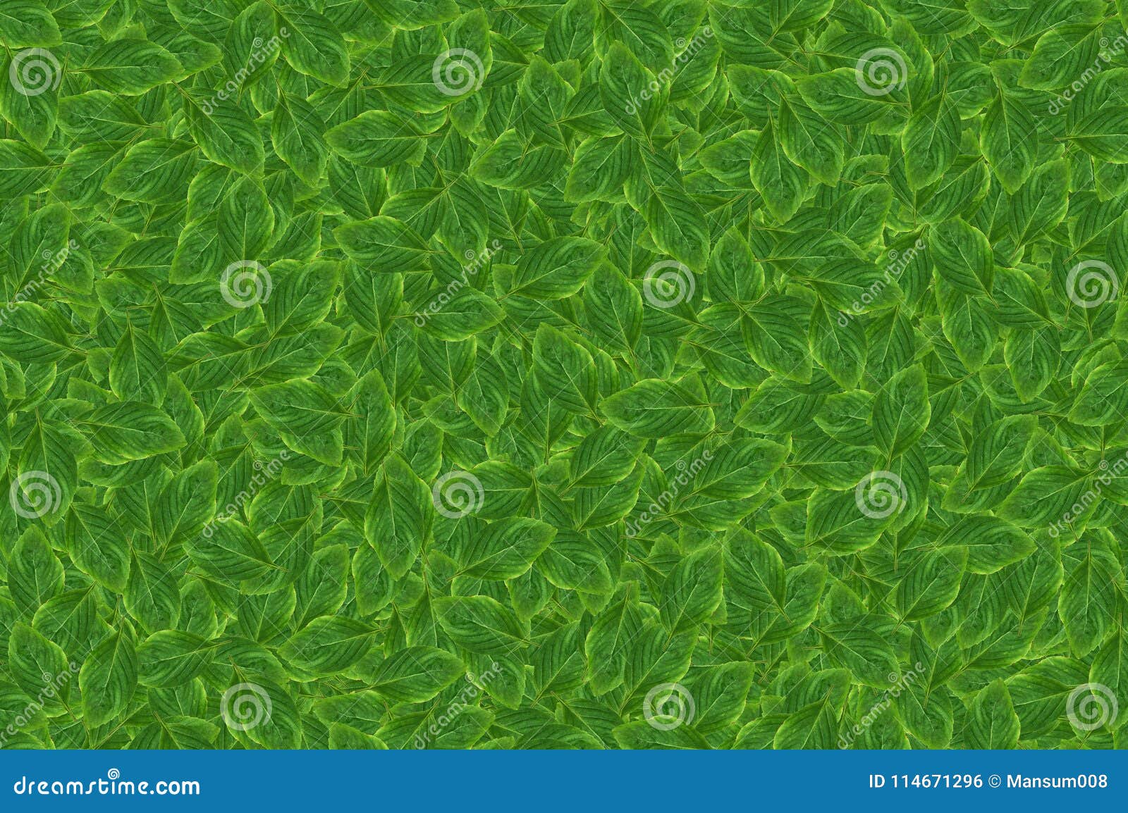 Green Leaf Pattern Background Stock Photo - Image of leaf, plant: 114671296