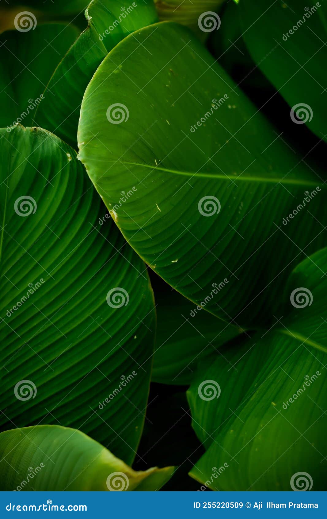 Green Leaf Pattern Backgrounds Stock Image - Image of fresh, beautiful ...