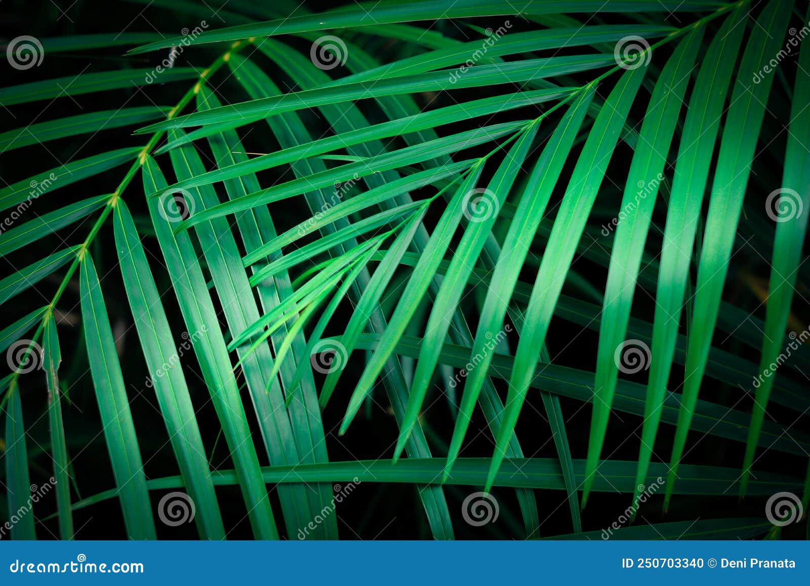 Green Leaf Pattern Backgrounds, Nature Backgrounds and Wallpapers, Palm ...