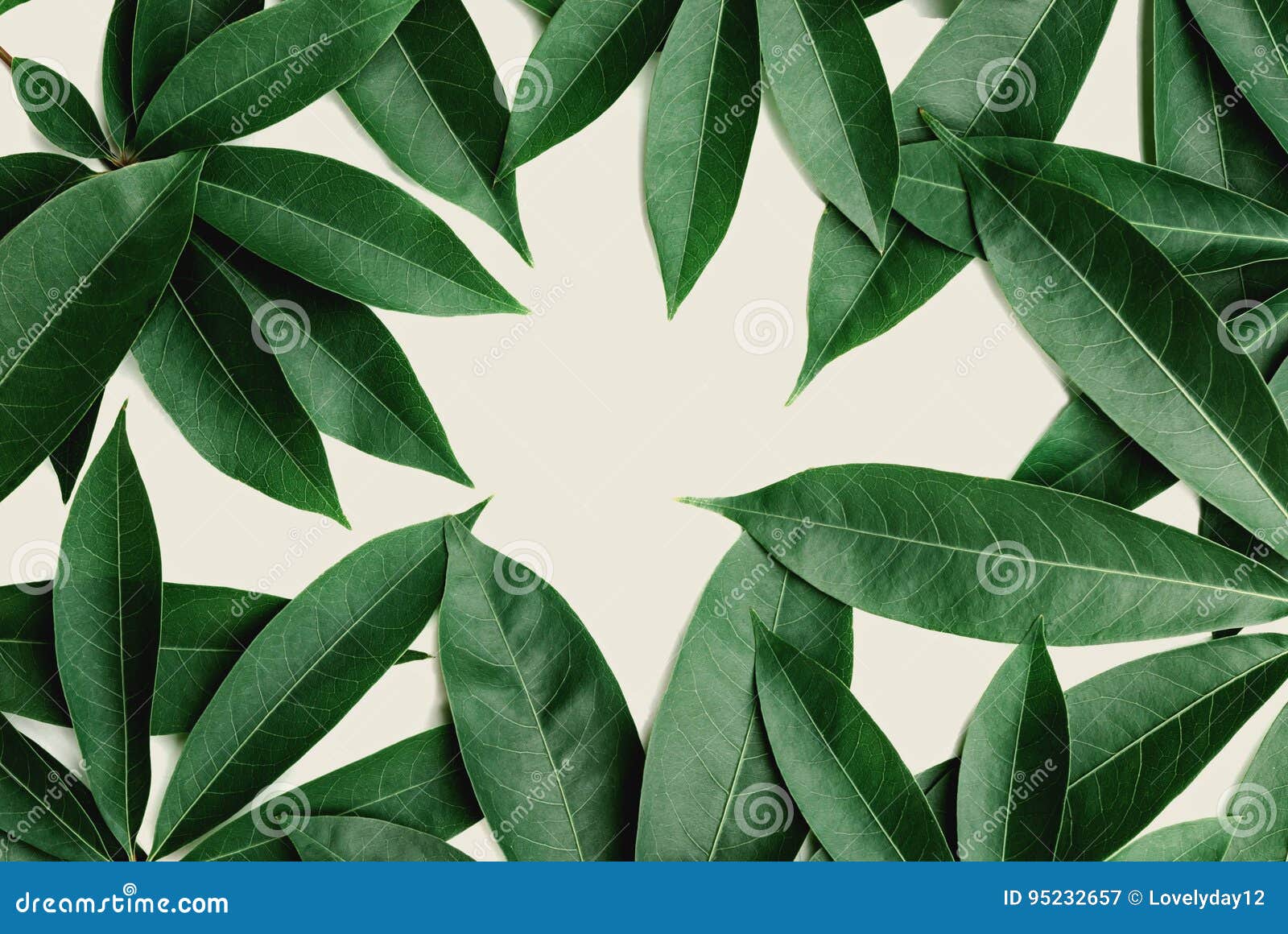 Green Leaf Pattern Border on White Stock Image - Image of abstract ...