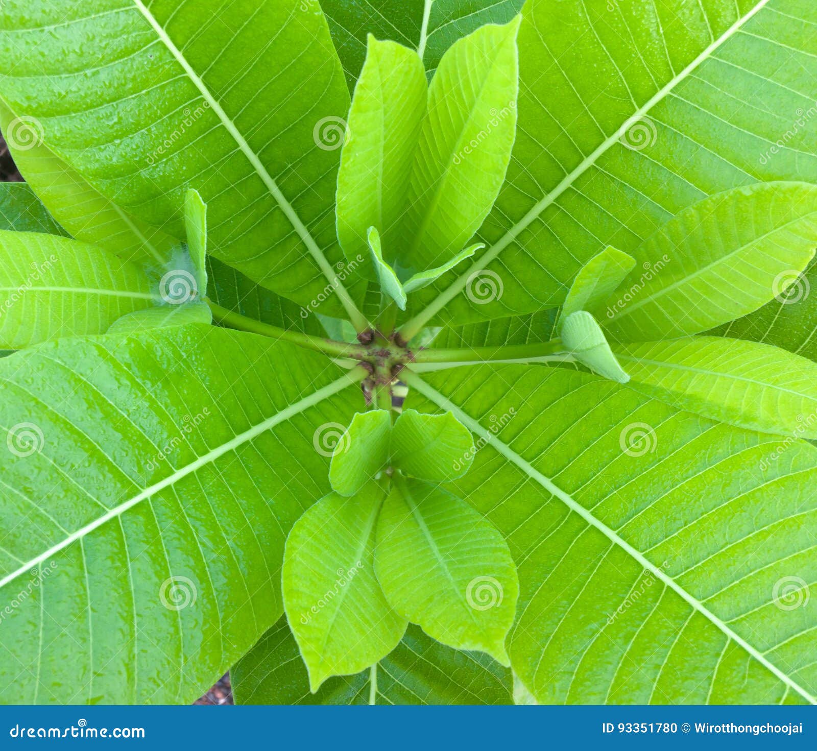 Green Leaf Pattern Branch in Garden Stock Photo - Image of macro ...