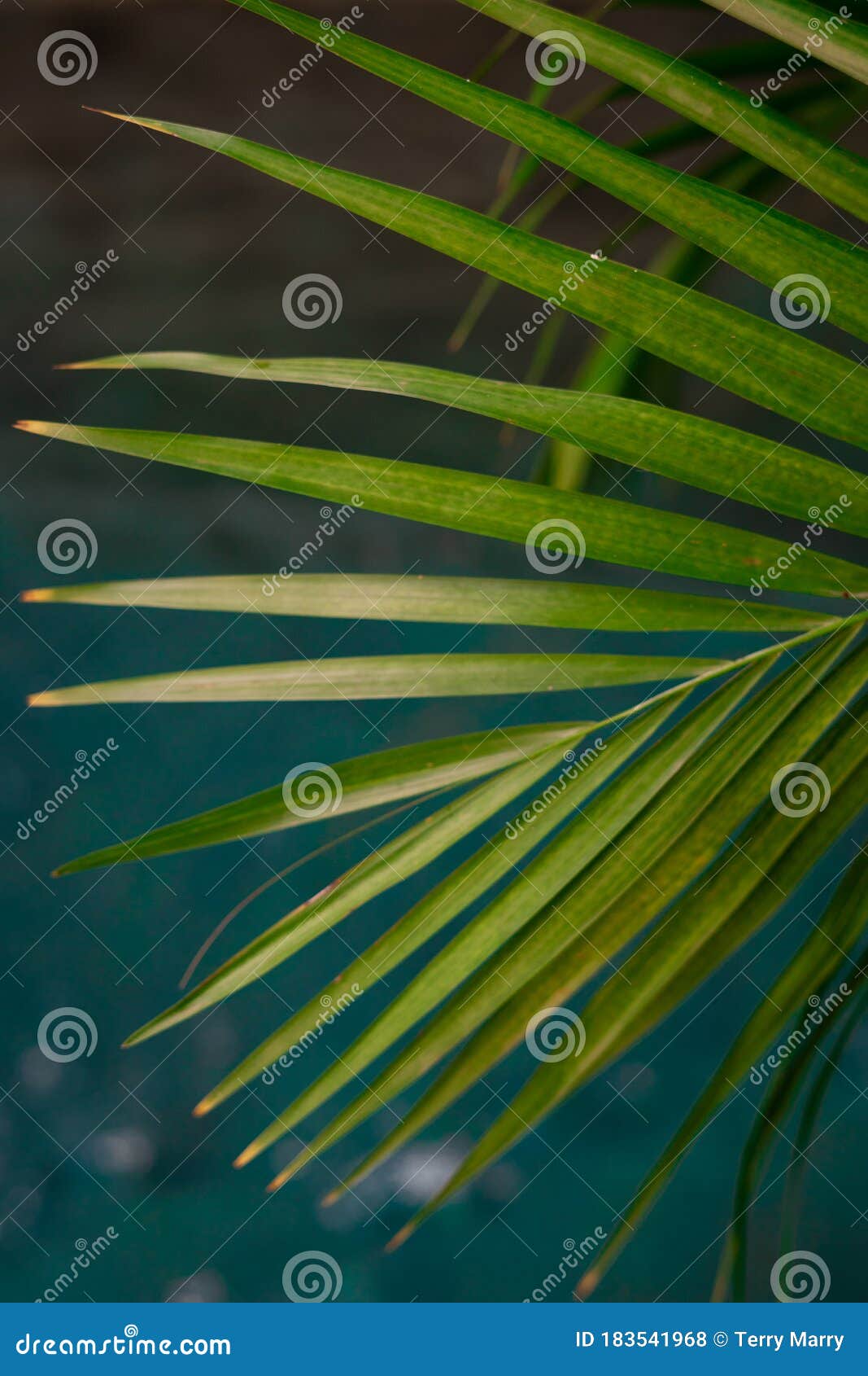 Green Leaf Pattern Close Up Stock Photo - Image of closeup, gardening ...