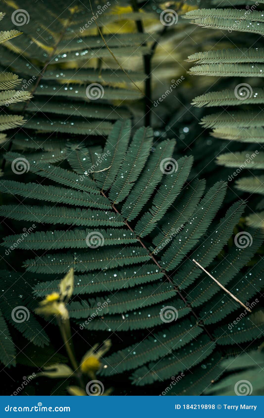 Green Leaf Pattern Close Up Stock Photo - Image of natural, hands ...