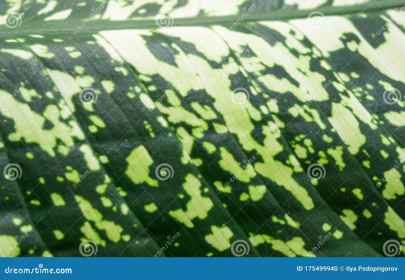 Green Leaf Pattern Closeup Texture Background Stock Photo - Image of ...