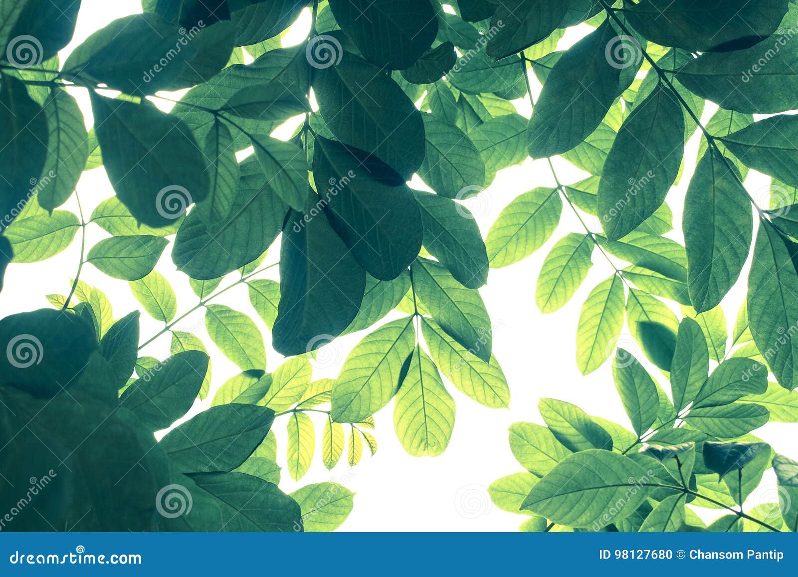 Green Leaf Pattern in Cold Tone on White Background, Nature Creative ...