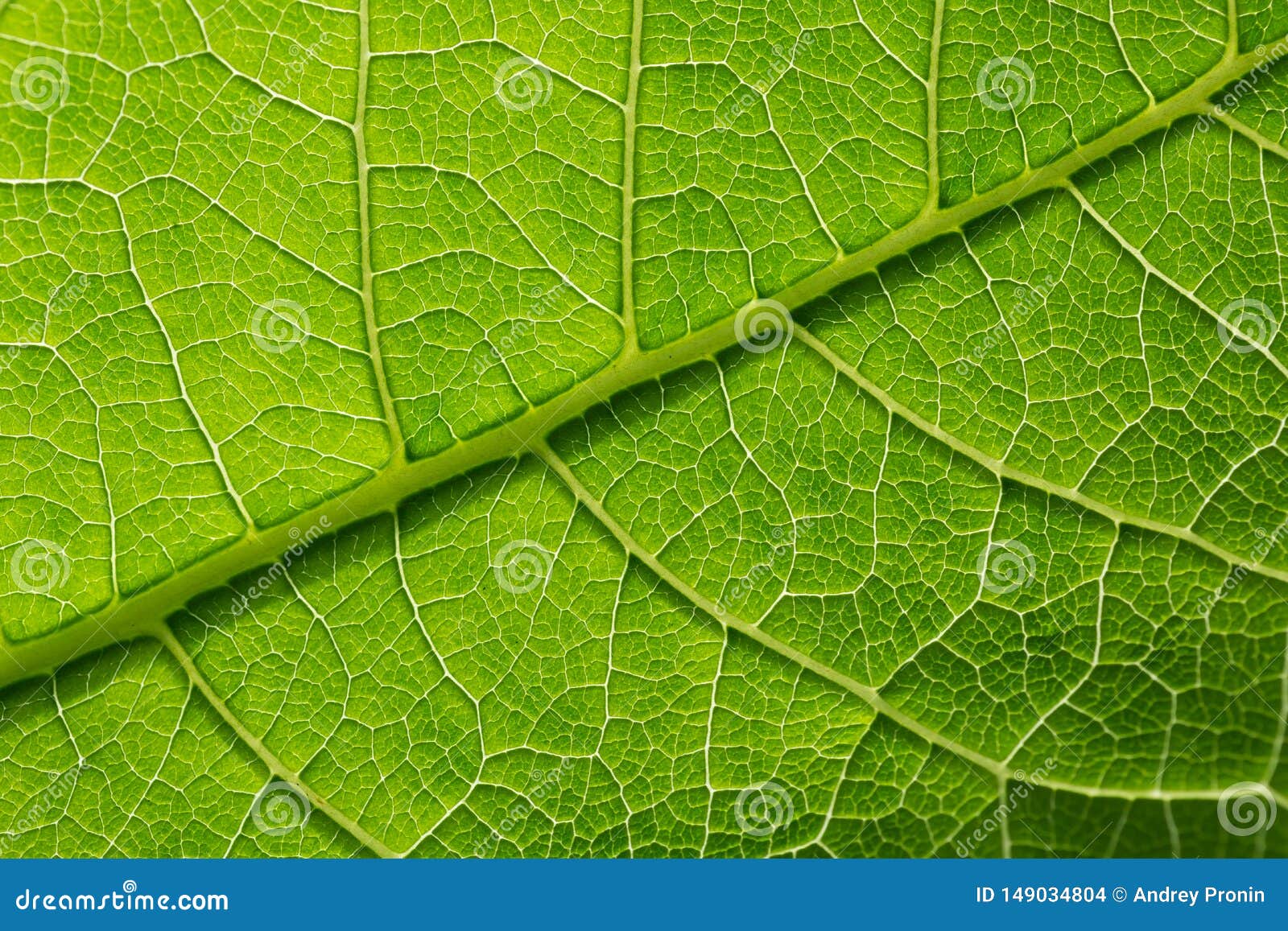 Green Leaf Pattern, Natural Background. Green Natural Background ...