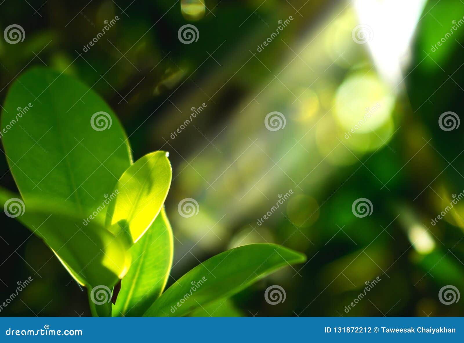 Green Leaf with Sunlight Shining Stock Photo - Image of light, cell ...