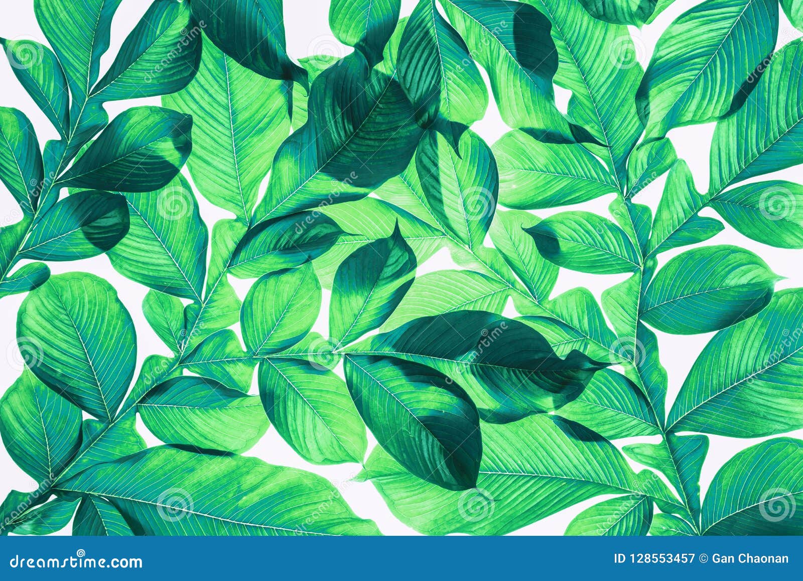 Green Leaf Pattern on the Surface., Stock Image - Image of environment ...
