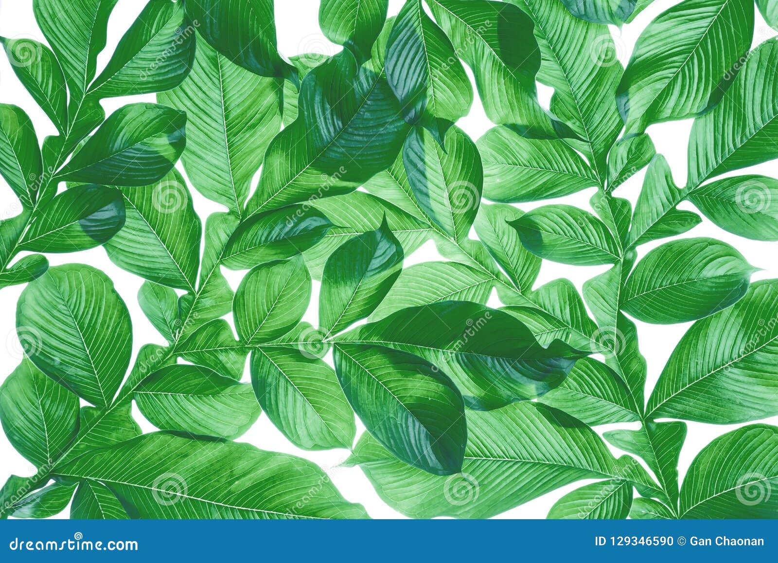 Green Leaf Pattern on the Surface. Stock Illustration - Illustration of ...
