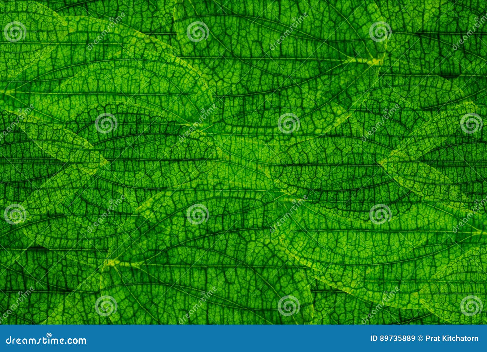 Green leaf pattern texture stock image. Image of interior - 89735889