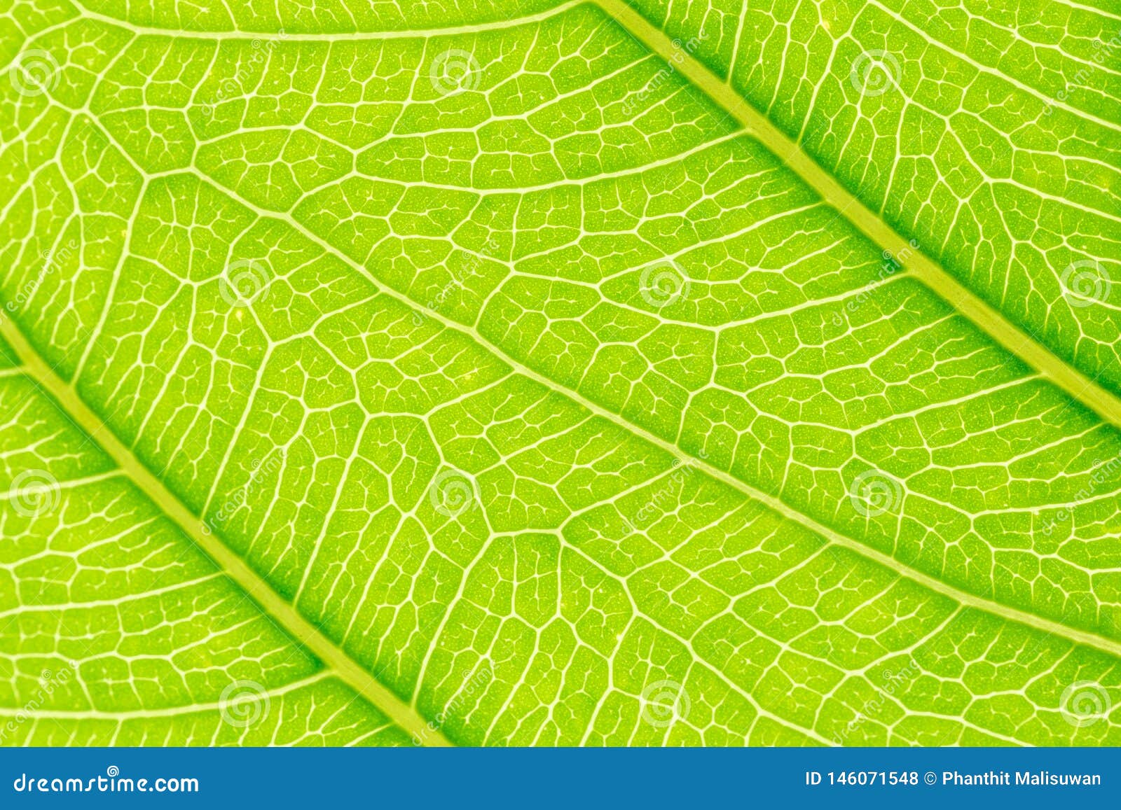Green Leaf Pattern Texture Background with Light Behind for Website ...