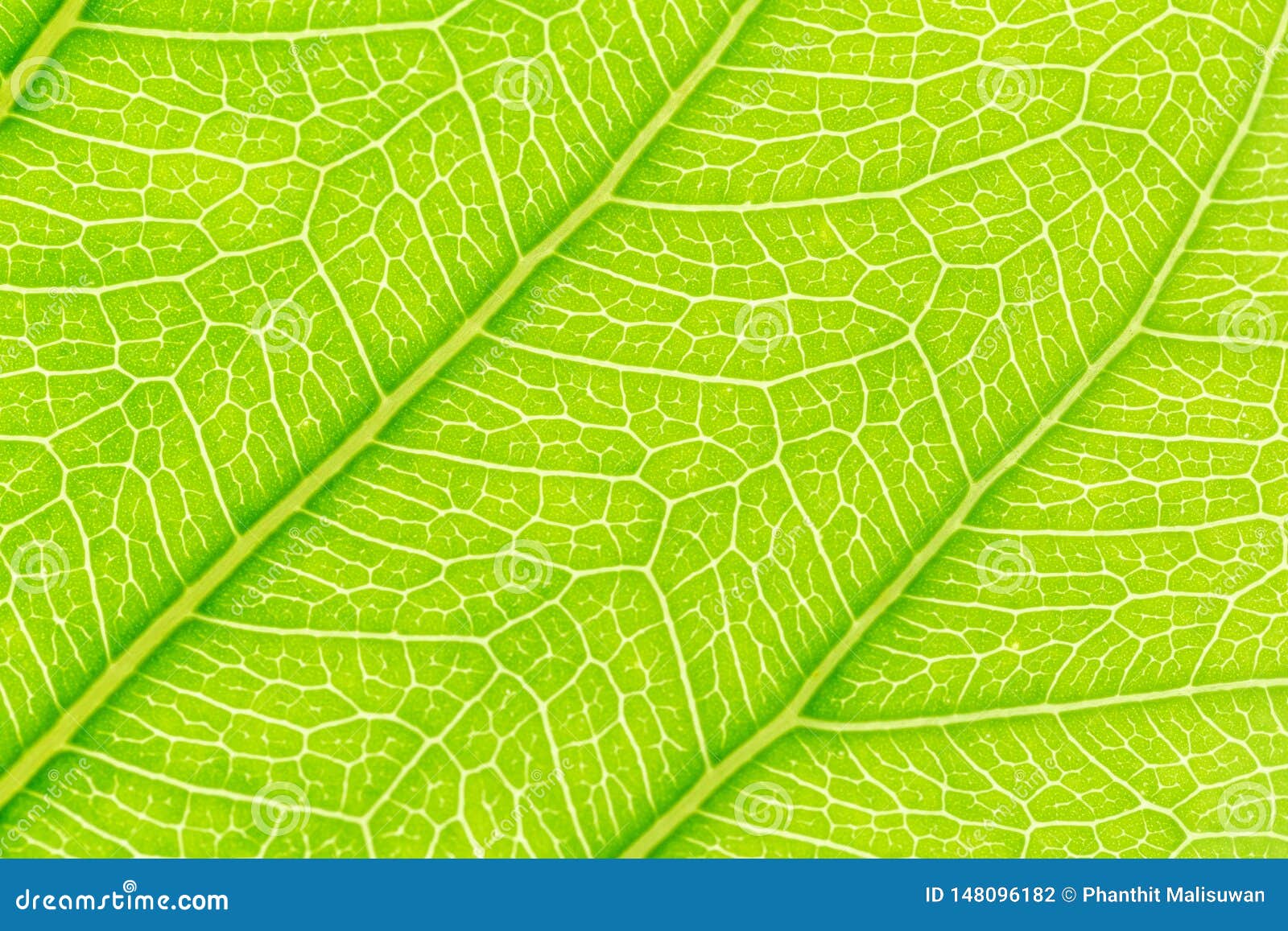 Green Leaf Pattern Texture Background With Light Behind For Website ...