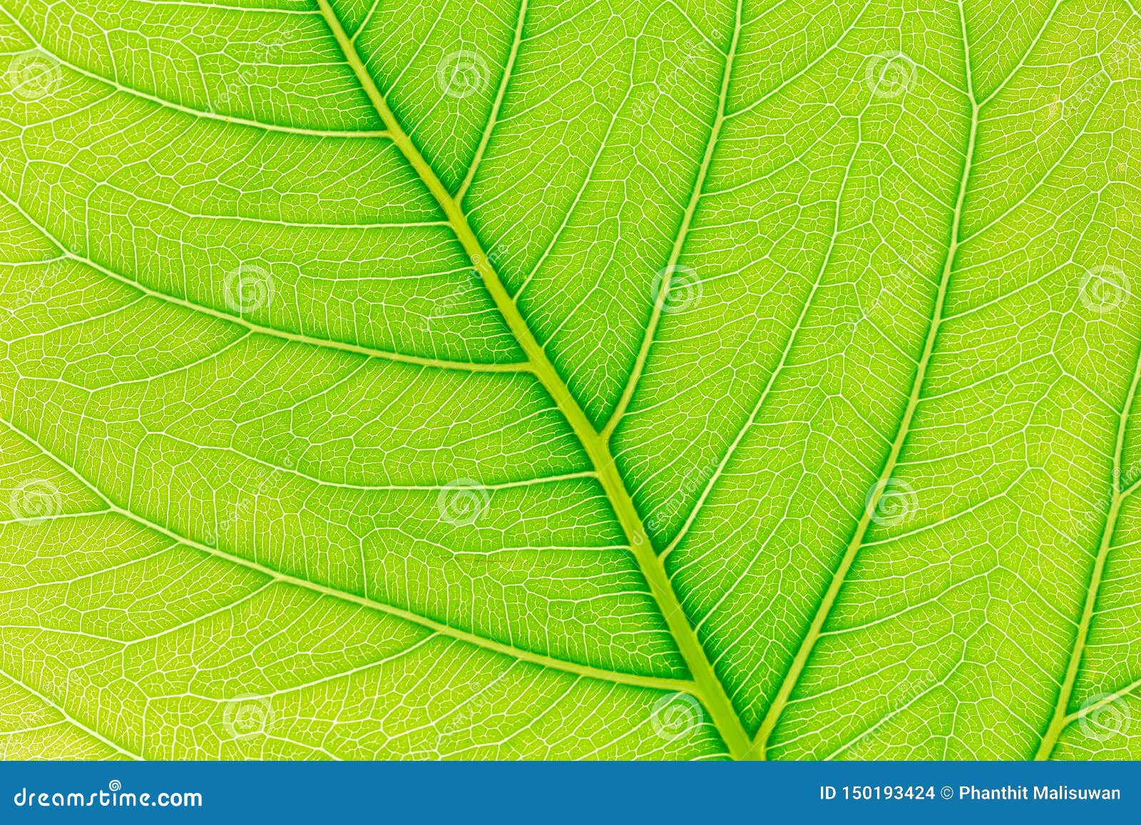 Green Leaf Pattern Texture Background with Light Behind for Website ...