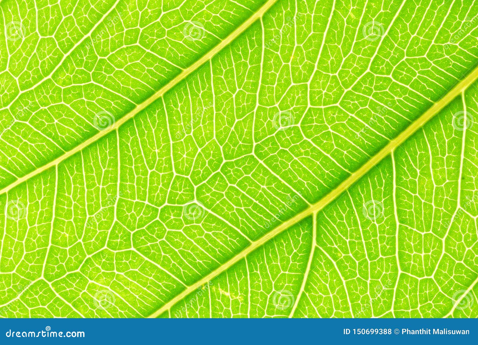 Green Leaf Pattern Texture Background with Light Behind for Website ...