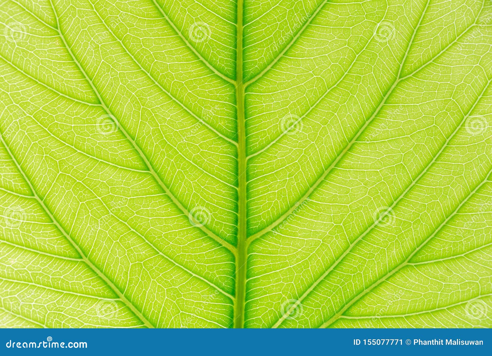 Green Leaf Pattern Texture Background with Light Behind for Website ...