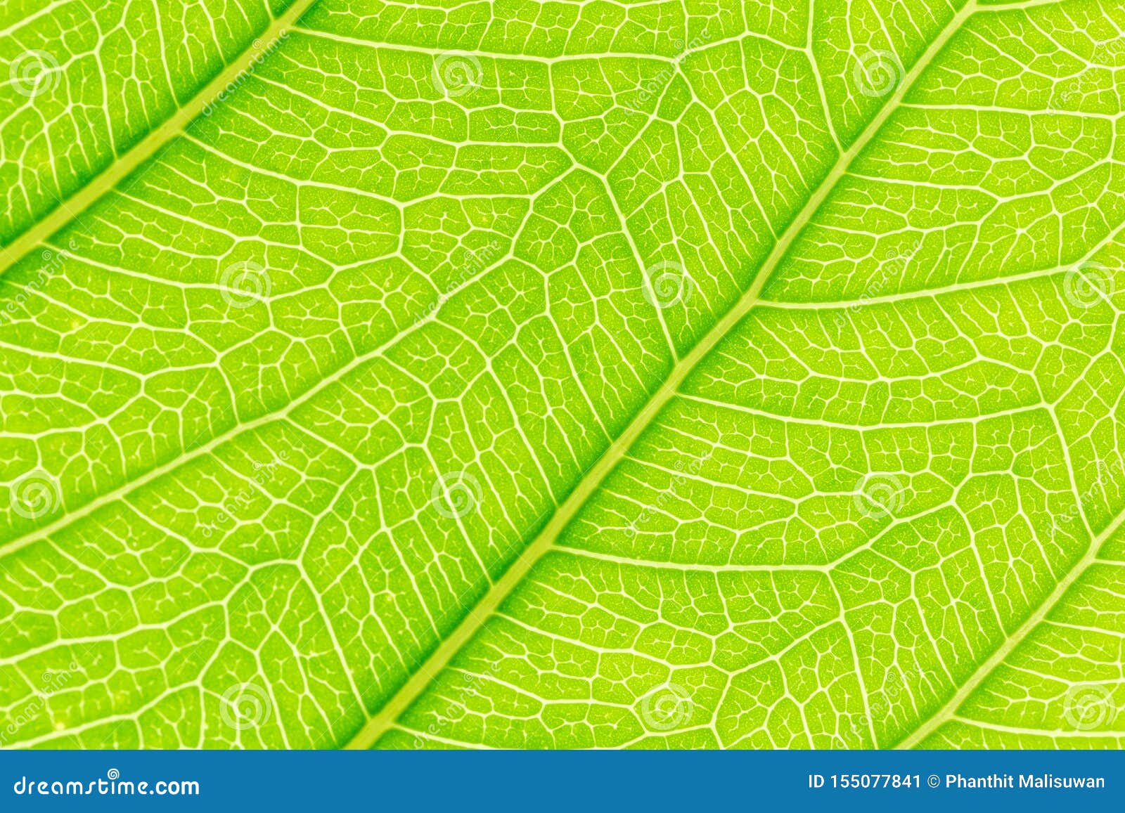 Green Leaf Pattern Texture Background with Light Behind for Website ...