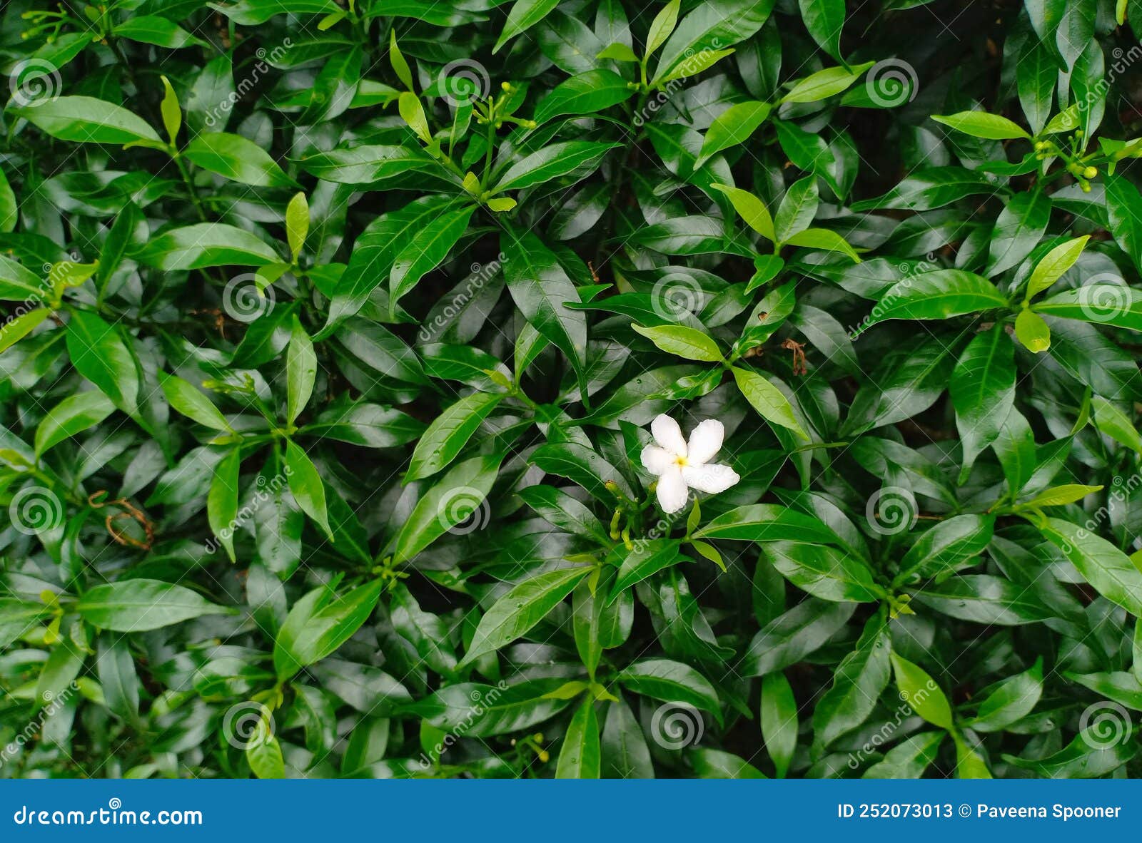 Green Leaf Pattern Texture Backgrounds. Nature Backgrounds Design Stock ...