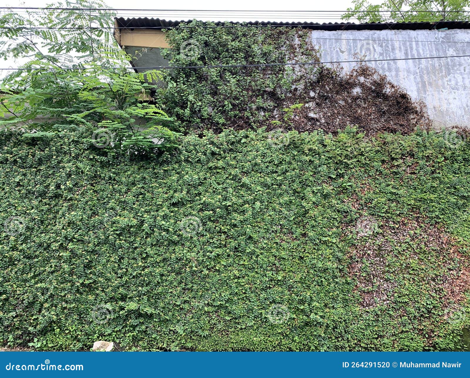 Green Leaf Pattern Wall Exterior Decoration Stock Photo - Image of ...