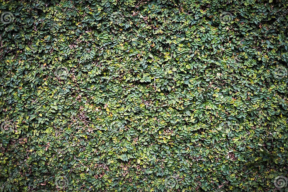 A Front View of a Leaf Wall in a Gardem Stock Photo - Image of front ...