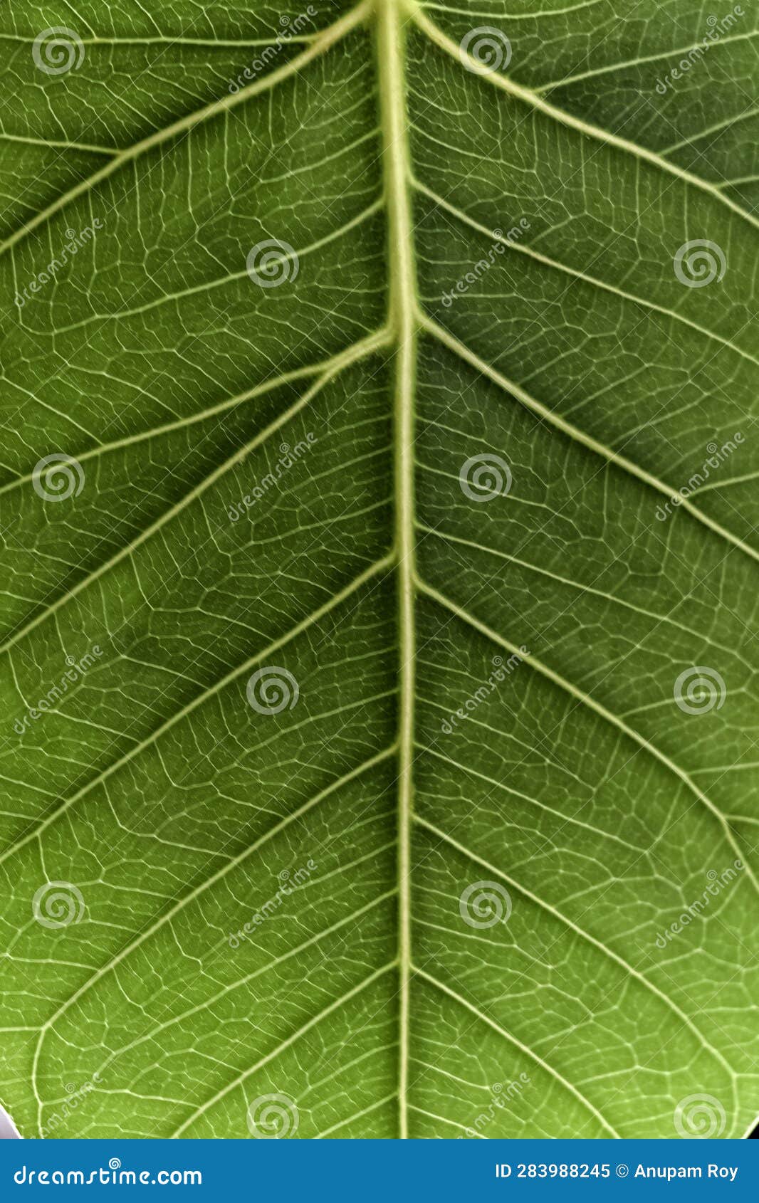 Green Leaf Pattern. Wallpaper. Foliage Stock Image - Image of textured ...