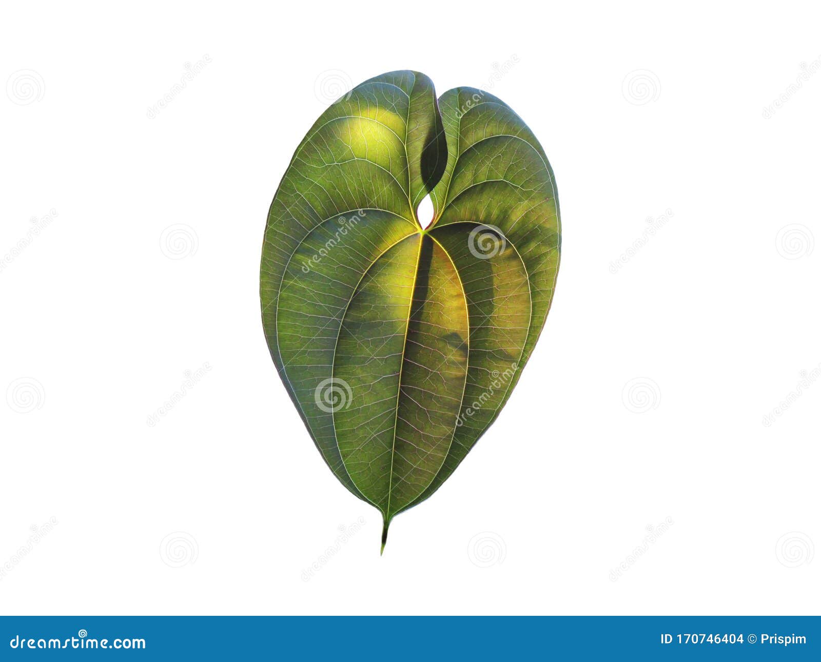 Green Leaf Patterns, Textures and Beautiful Shape of Leaves Stock Photo ...