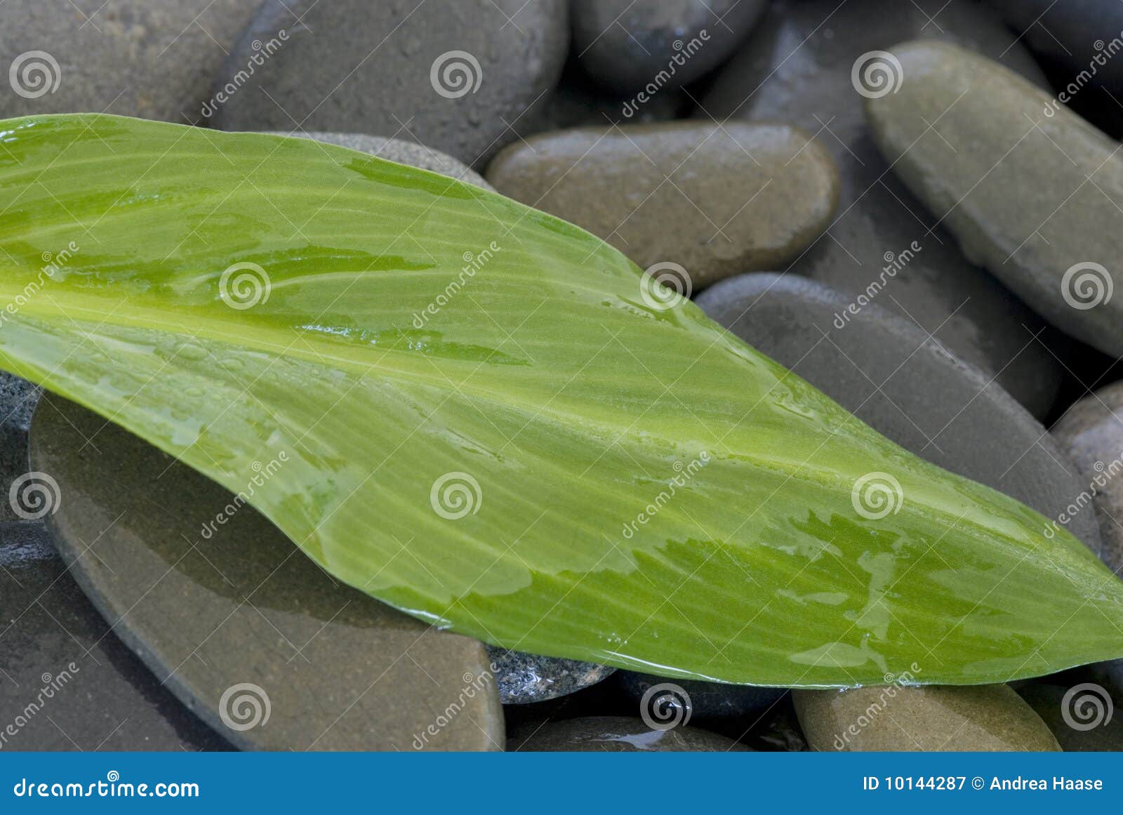Green leaf and pebble stock image. Image of nature, detail - 10144287