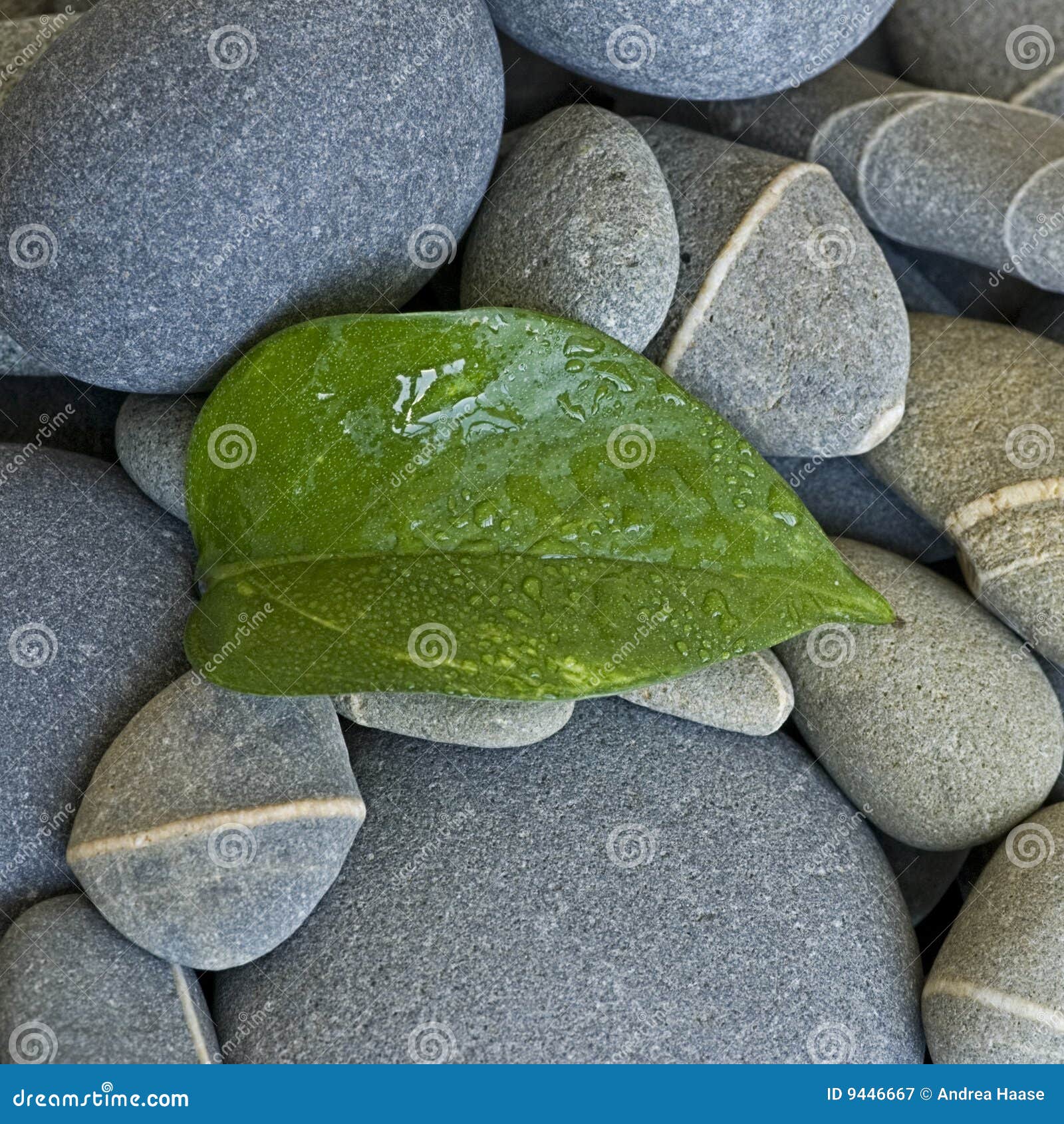 Green leaf and pebble stock image. Image of detail, fresh - 9446667