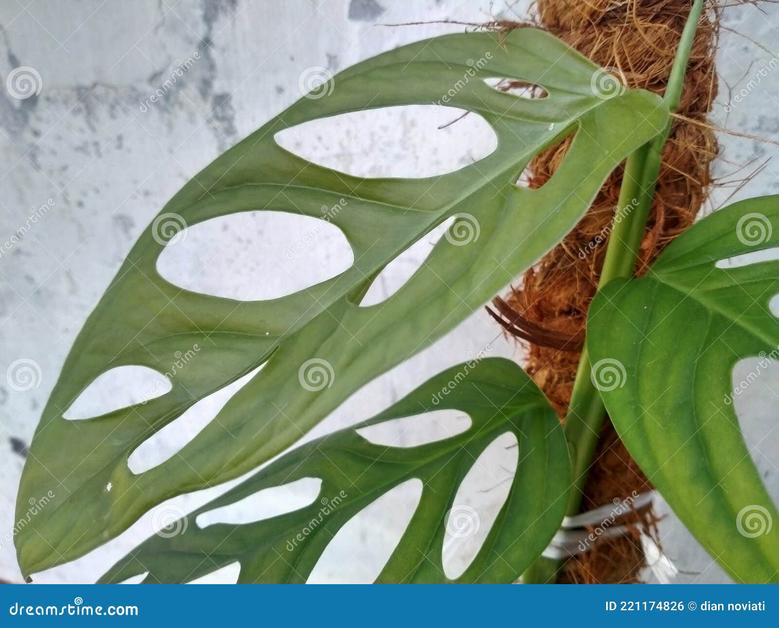 Green Leaf with Perforated Pattern Stock Photo - Image of petal ...