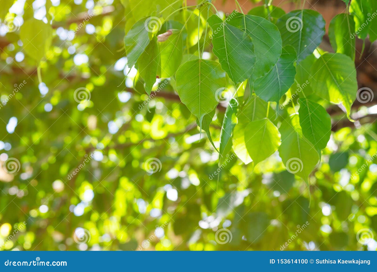Green Leaf Pho Leaf, Bo Leaf, Bothi Leaf with Sunlight in Nature. Bo ...