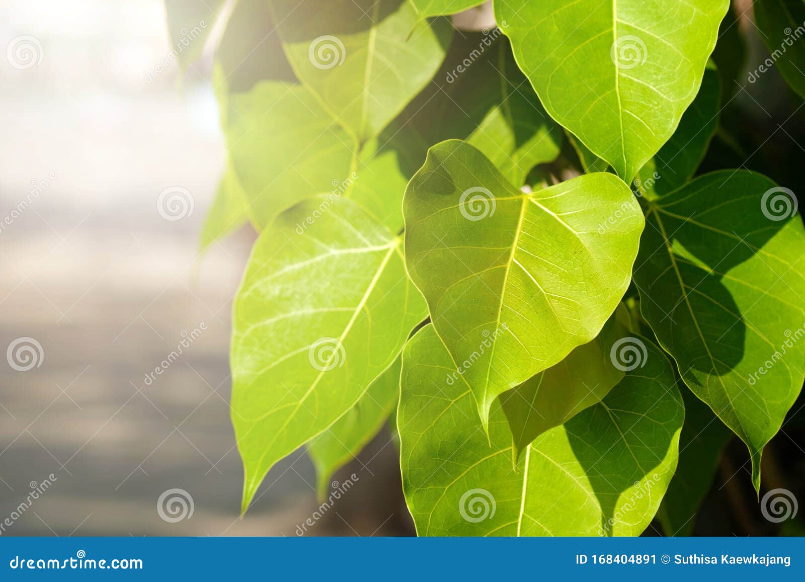 Green Leaf Pho Leaf, Bo Leaf, Bothi Leaf with Sunlight in Nature. Bo ...
