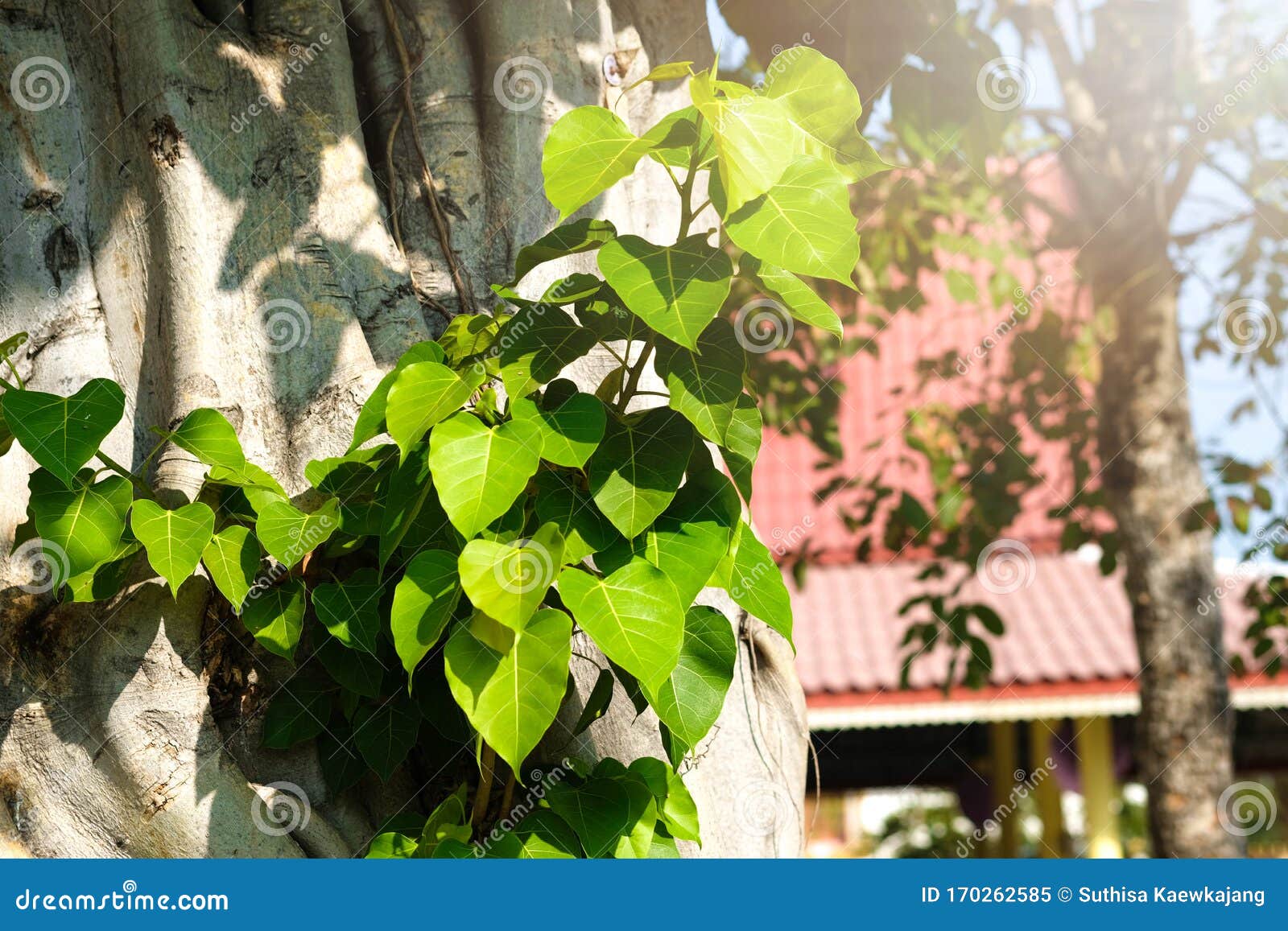 Green Leaf Pho Leaf, Bo Leaf, Bothi Leaf with Sunlight in Nature. Bo ...