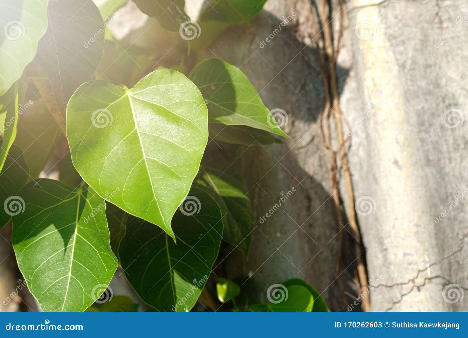 Green Leaf Pho Leaf, Bo Leaf, Bothi Leaf with Sunlight in Nature. Bo ...