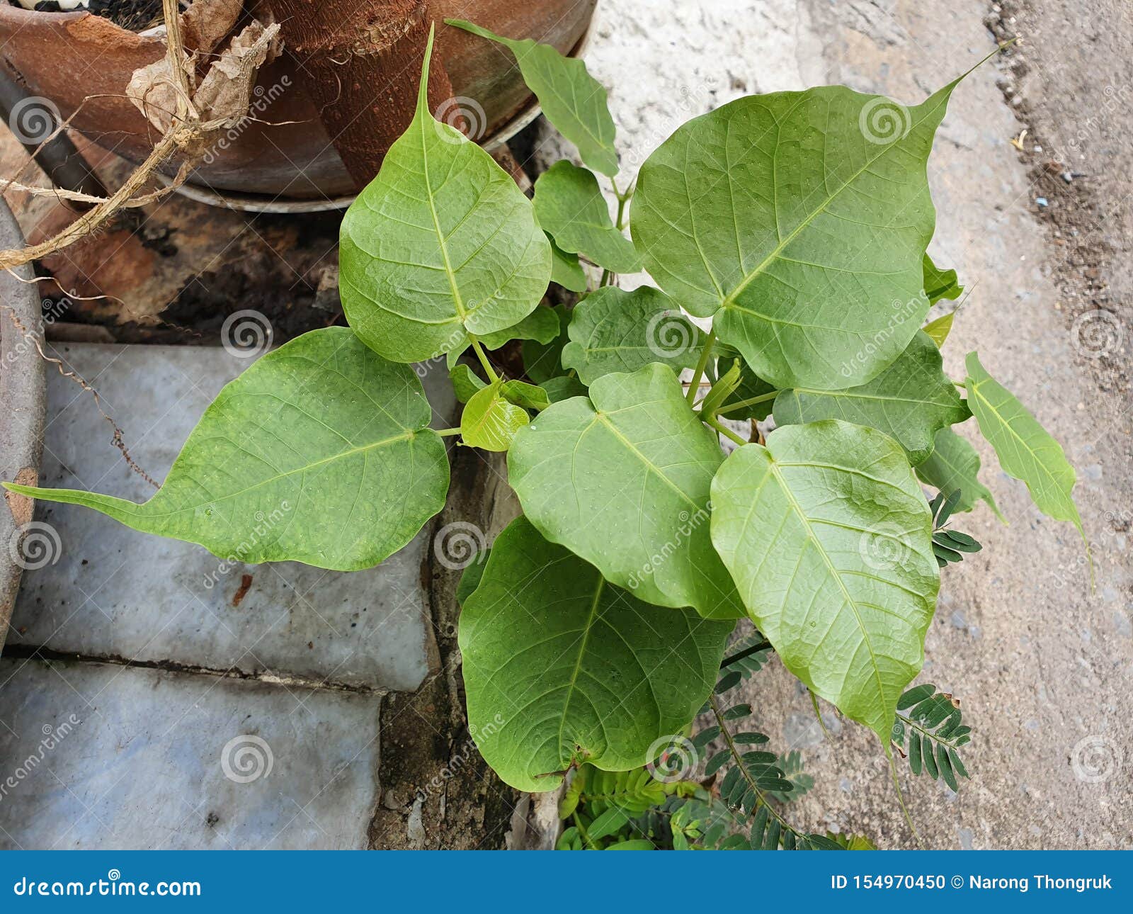 Green Leaf Pho Leaf, Bo Leaf,bothi Leaf Stock Photo - Image of closeup ...