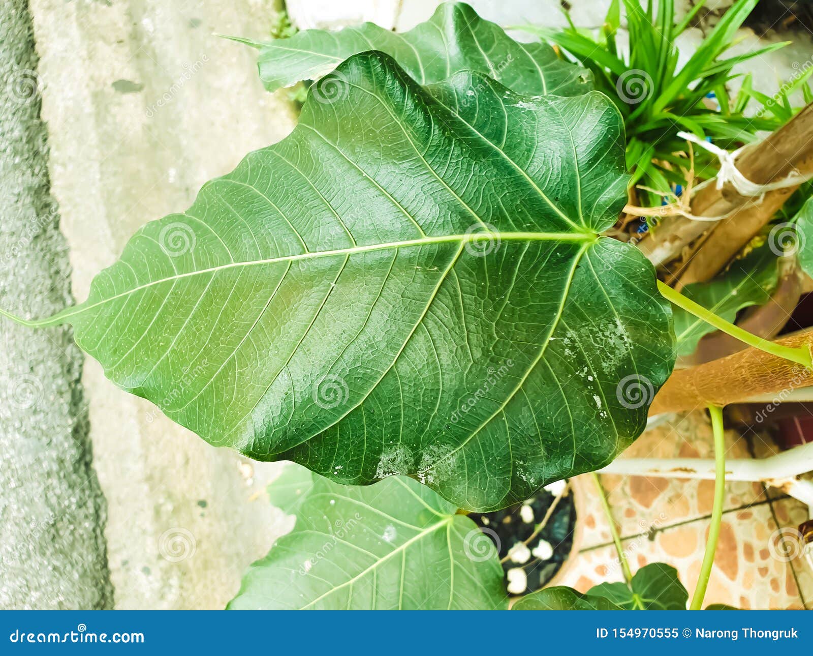 Green Leaf Pho Leaf, Bo Leaf,bothi Leaf Stock Image - Image of ...