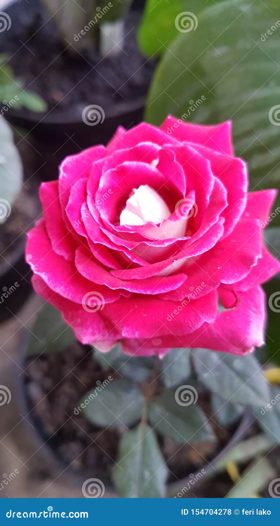Green Leaf and Pinky Rose in the Garden at the Morning Stock Photo ...