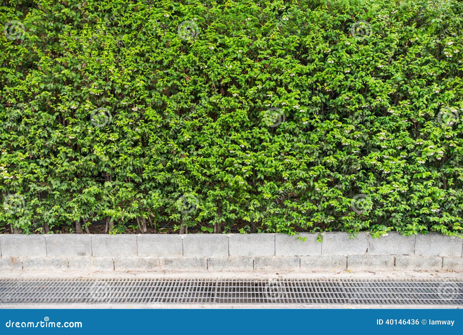 Green Leaf Plant Background Stock Photo - Image of leaves, beautiful ...