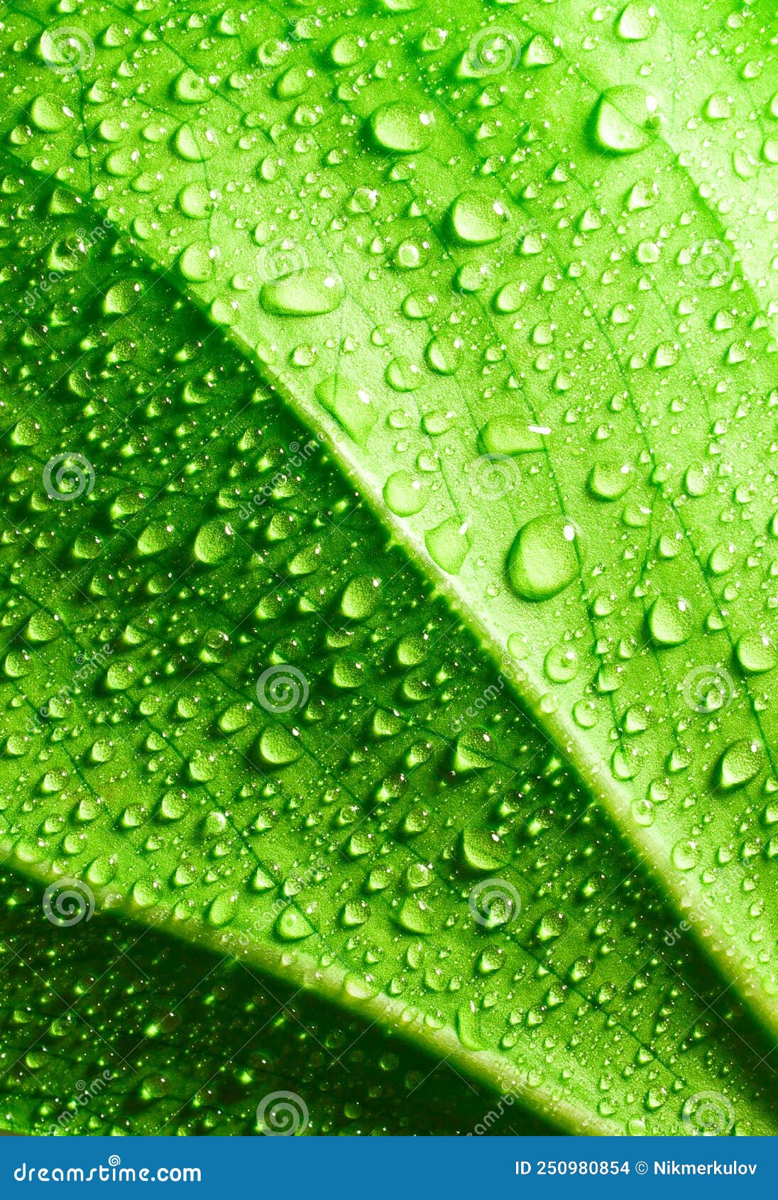 Green Leaf of Plant Texture Background Stock Photo - Image of plant ...
