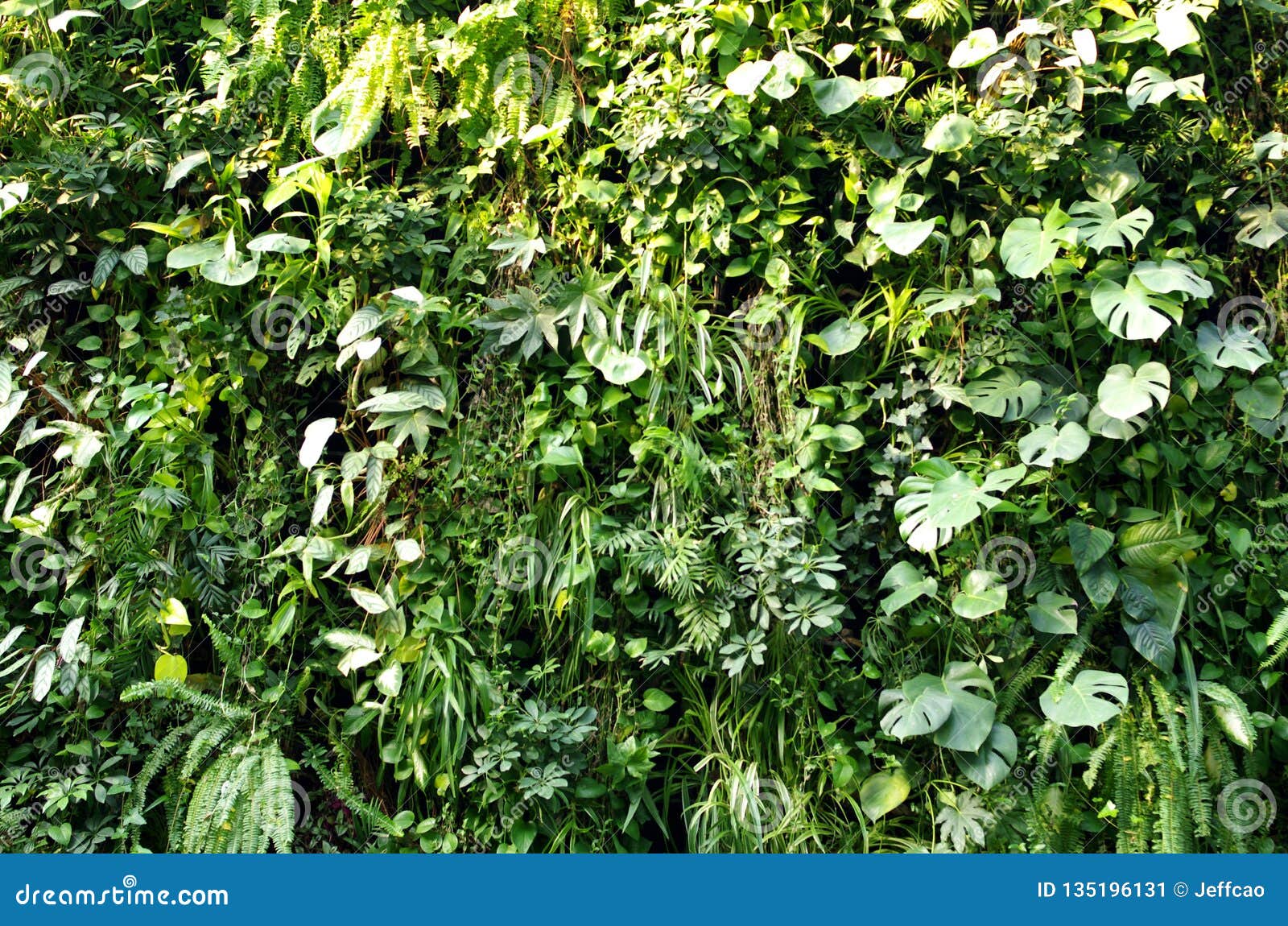 Green leaf plant wall stock image. Image of branch, greenwood - 135196131