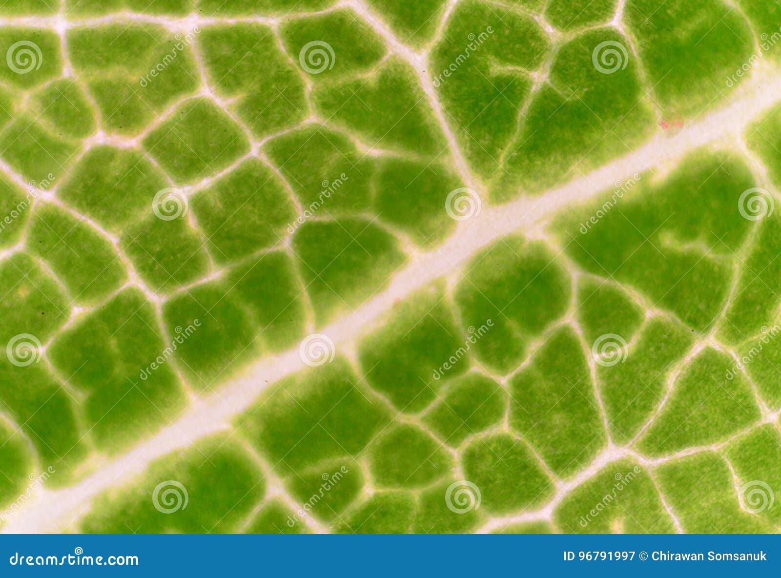 Green Leaf Plants Cells Background. Stock Image - Image of biological ...