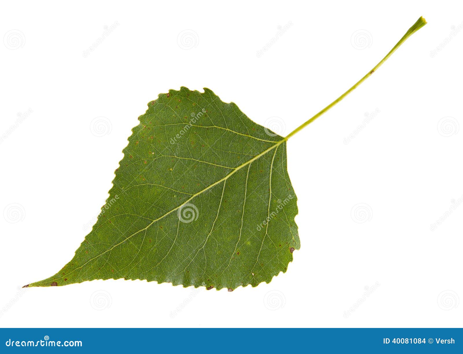 Green Leaf of Poplar Tree Isolated on White Background Stock Photo ...