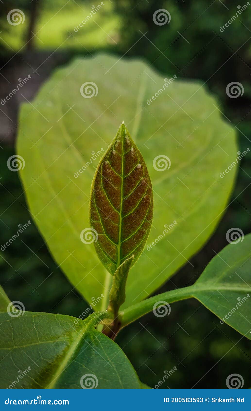 Green Leaf Popping out stock image. Image of produce - 200583593