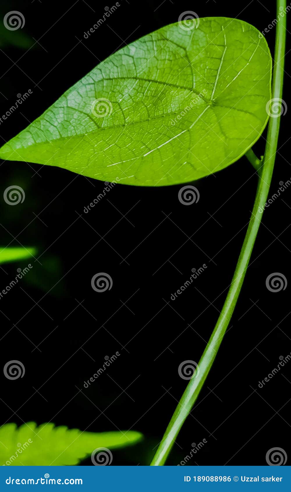 Green leaf portrait stock photo. Image of green, sunlight - 189088986