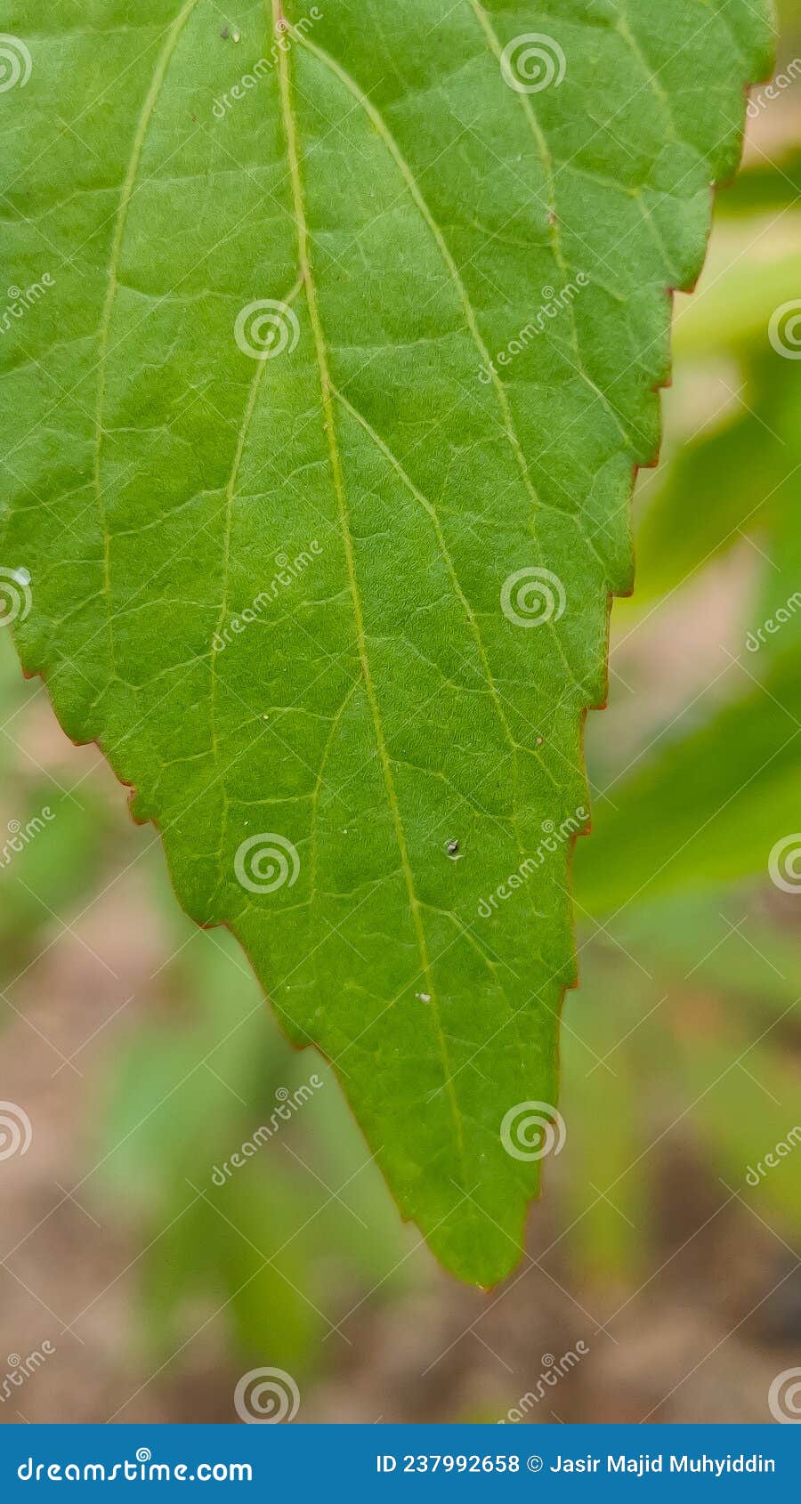 Green Leaf on Pto with Macro Lens Stock Photo - Image of plant, nature ...