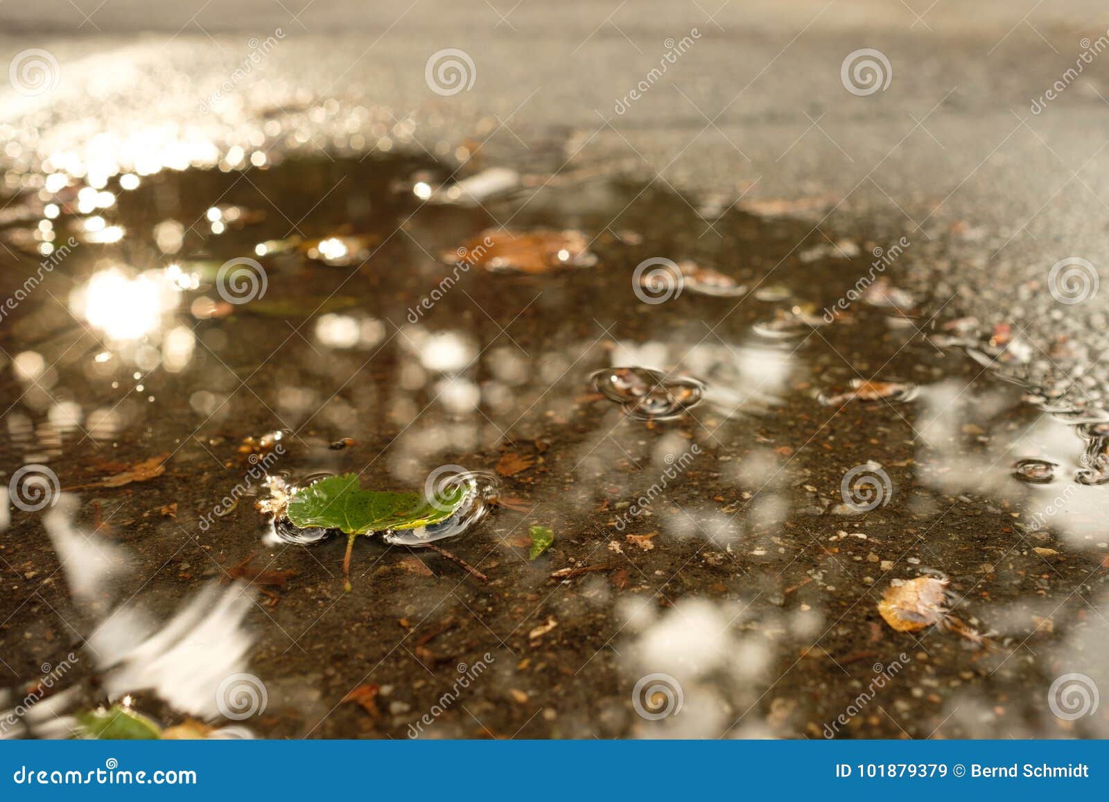 Green Leaf in a Puddle after Rain Stock Image - Image of rain, water ...