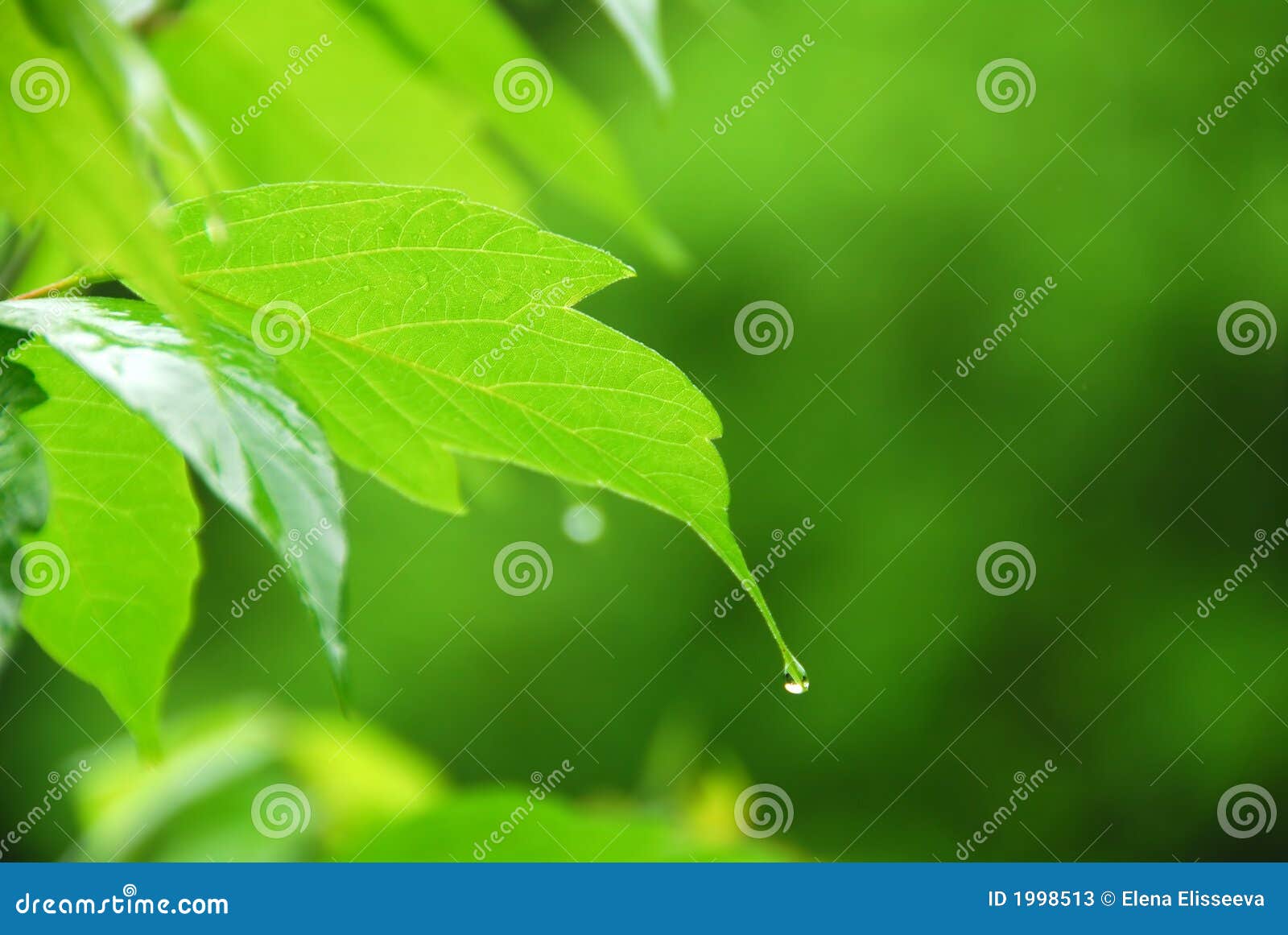 Green leaf rain stock image. Image of hanging, backlit - 1998513