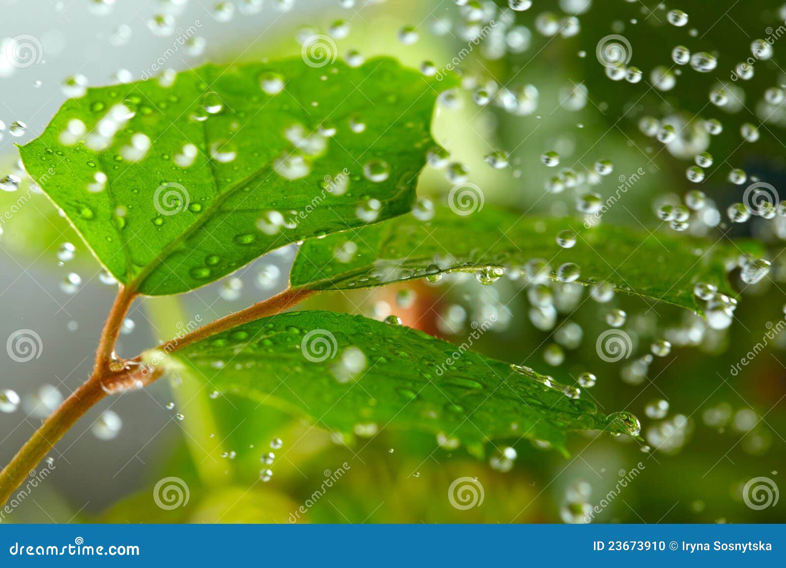 Green leaf in the rain stock photo. Image of growth, organic - 23673910