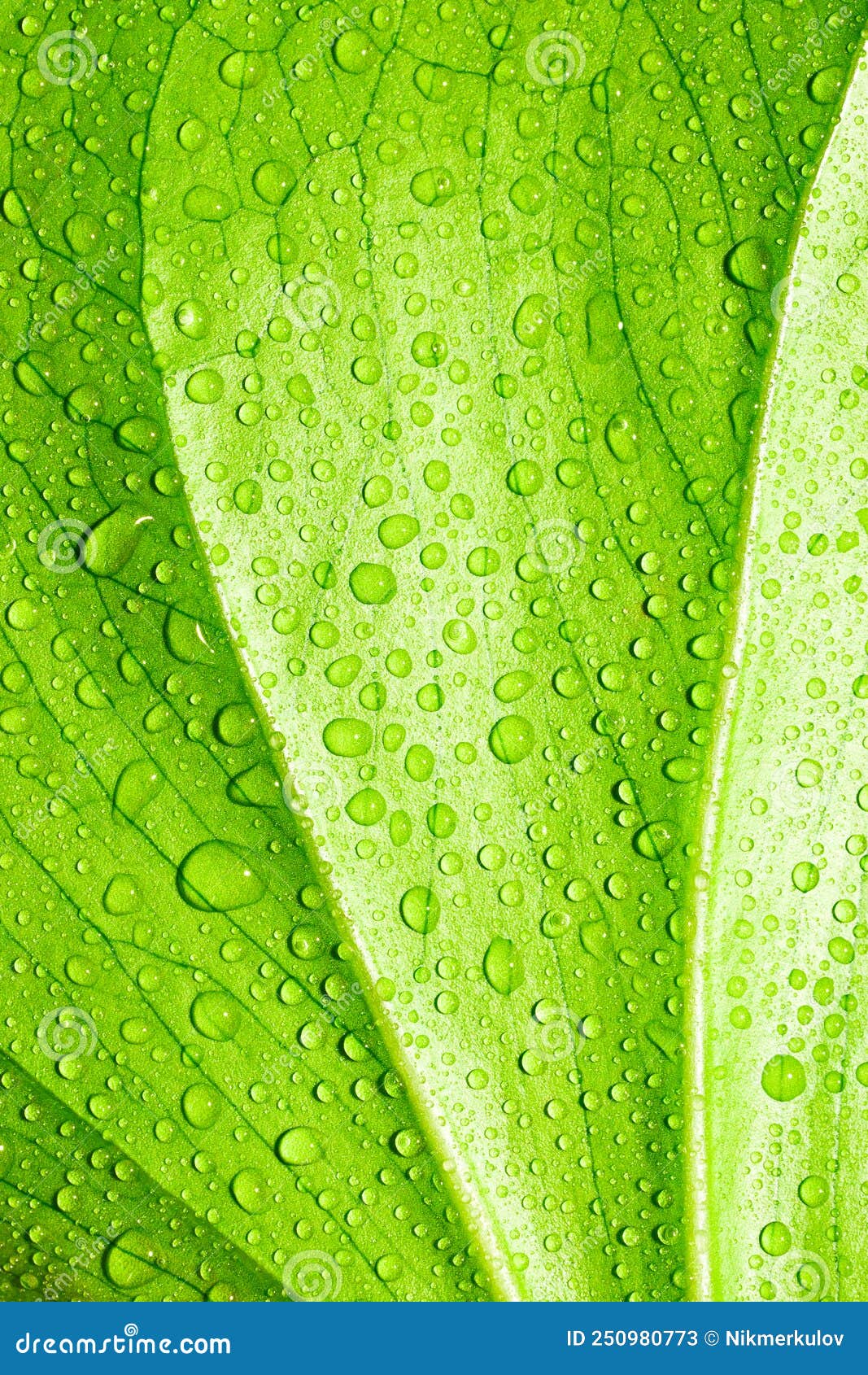 Green Leaf of a Plant Texture Background Stock Image - Image of detail ...