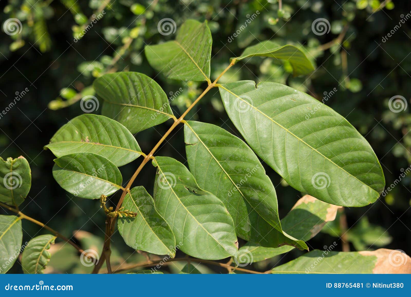 Rambutan Tree Leaves